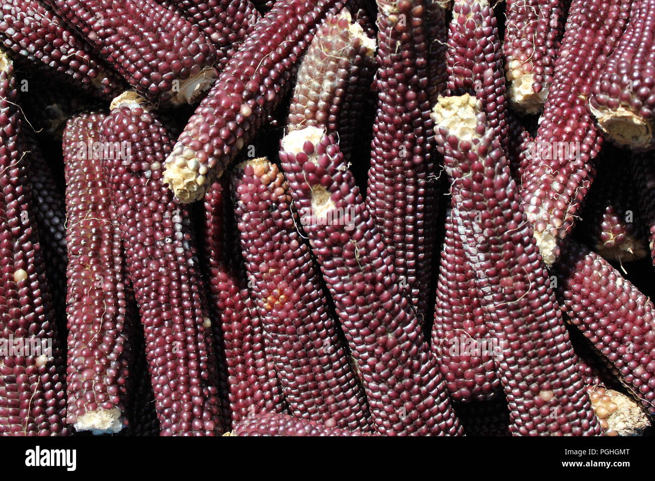 Zea mays everta hi-res stock photography and images - Alamy
