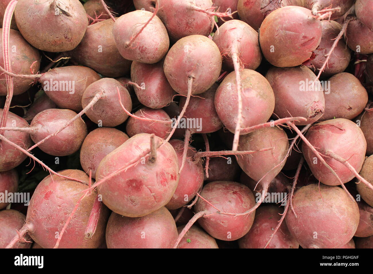 Farm fresh turnips, root vegetables, at the Farmer's Market at Daley ...