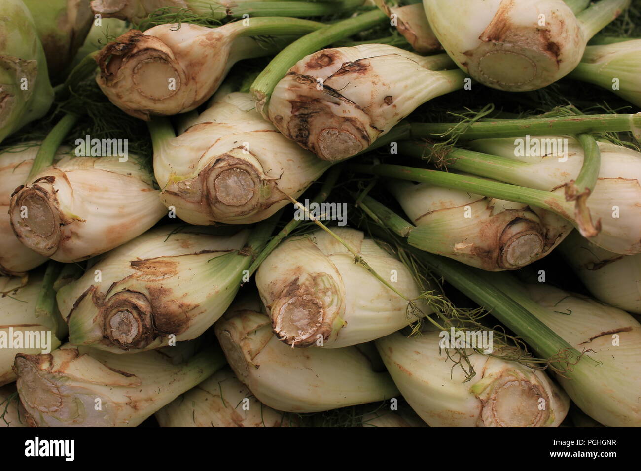 Farm fresh fennel bulbs on display at the Farmer's Market at Daley ...