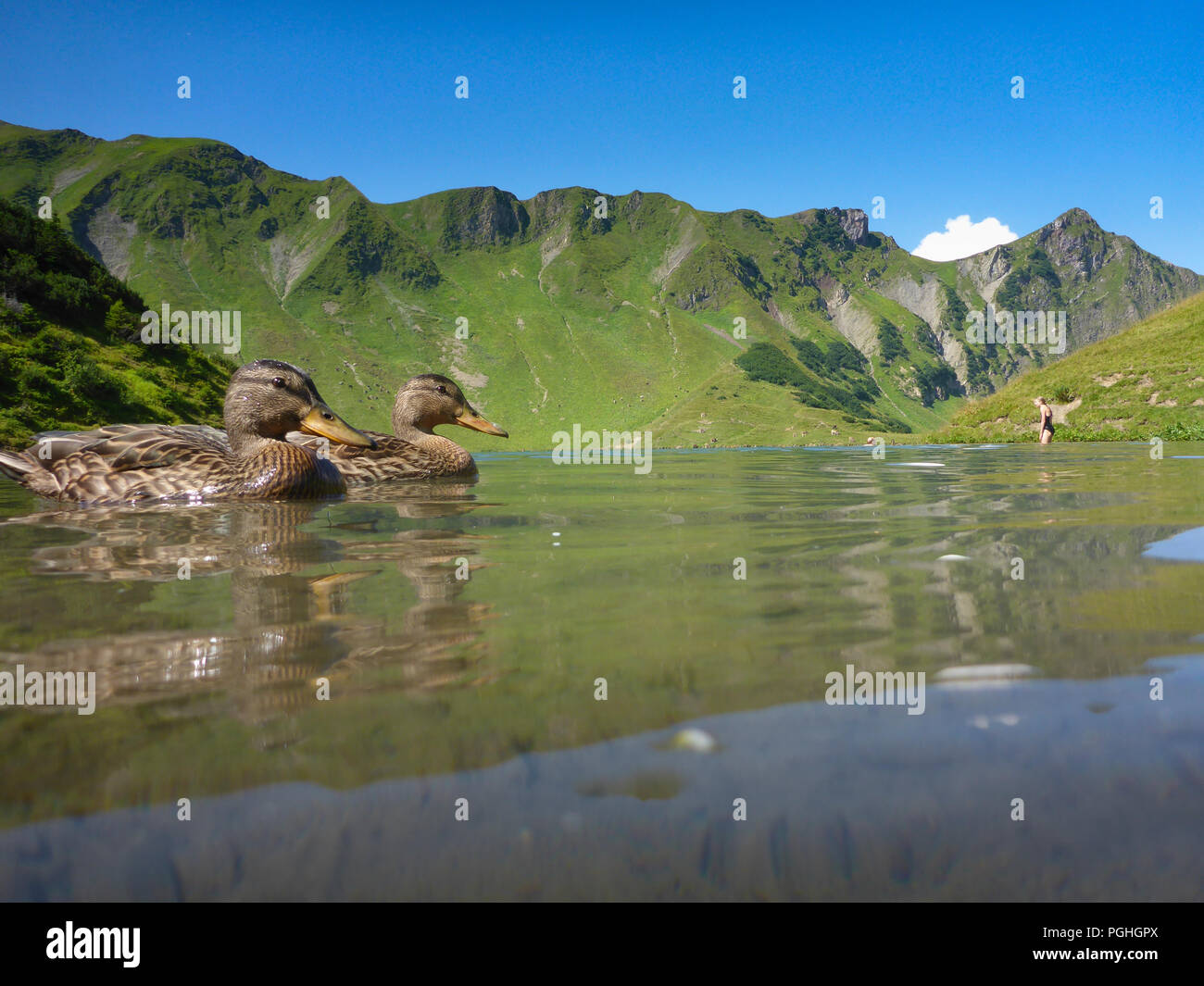 Allgäuer Alpen: lake Schrecksee, Mallard duck ducks (Anas platyrhynchos ...