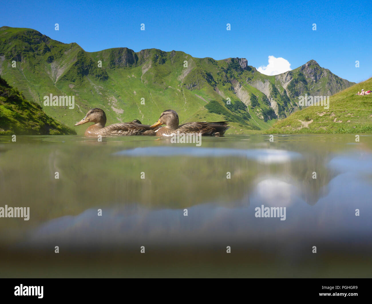 Allgäuer Alpen: lake Schrecksee, Mallard duck ducks (Anas platyrhynchos ...