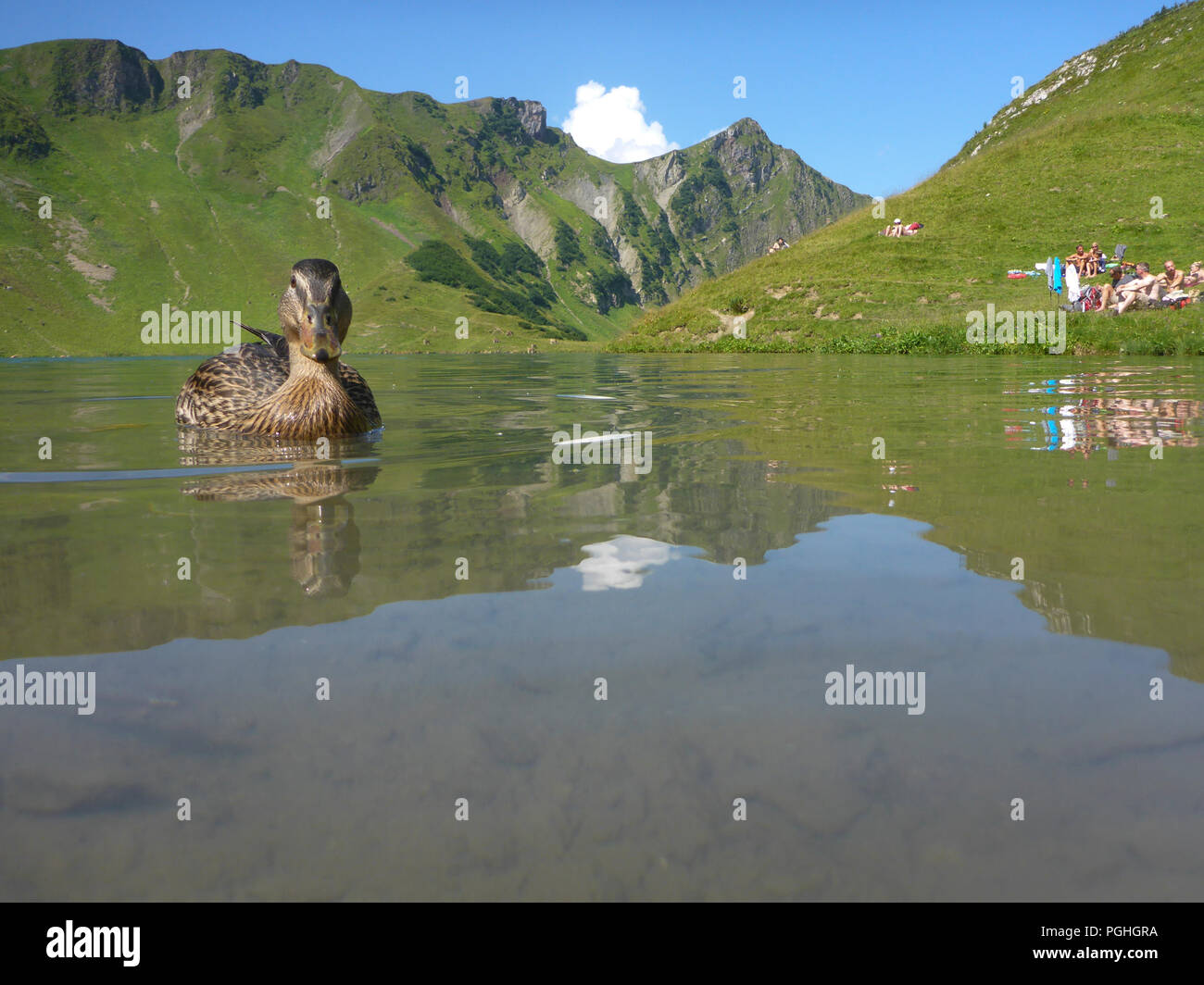 Allgäuer Alpen: lake Schrecksee, Mallard duck ducks (Anas platyrhynchos ...