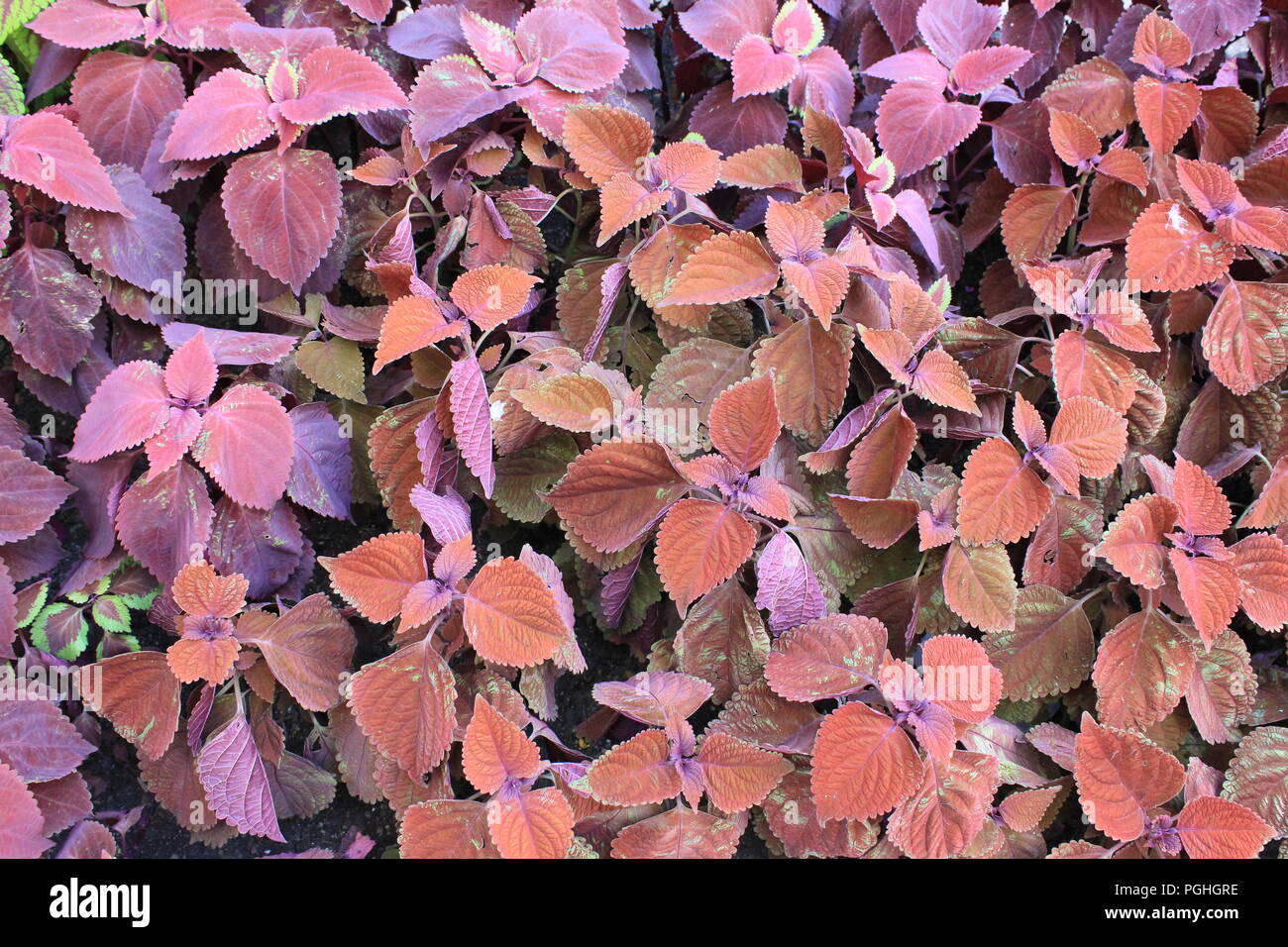 Standard summer plants ground landscaping at Chicago's downtown Daley ...