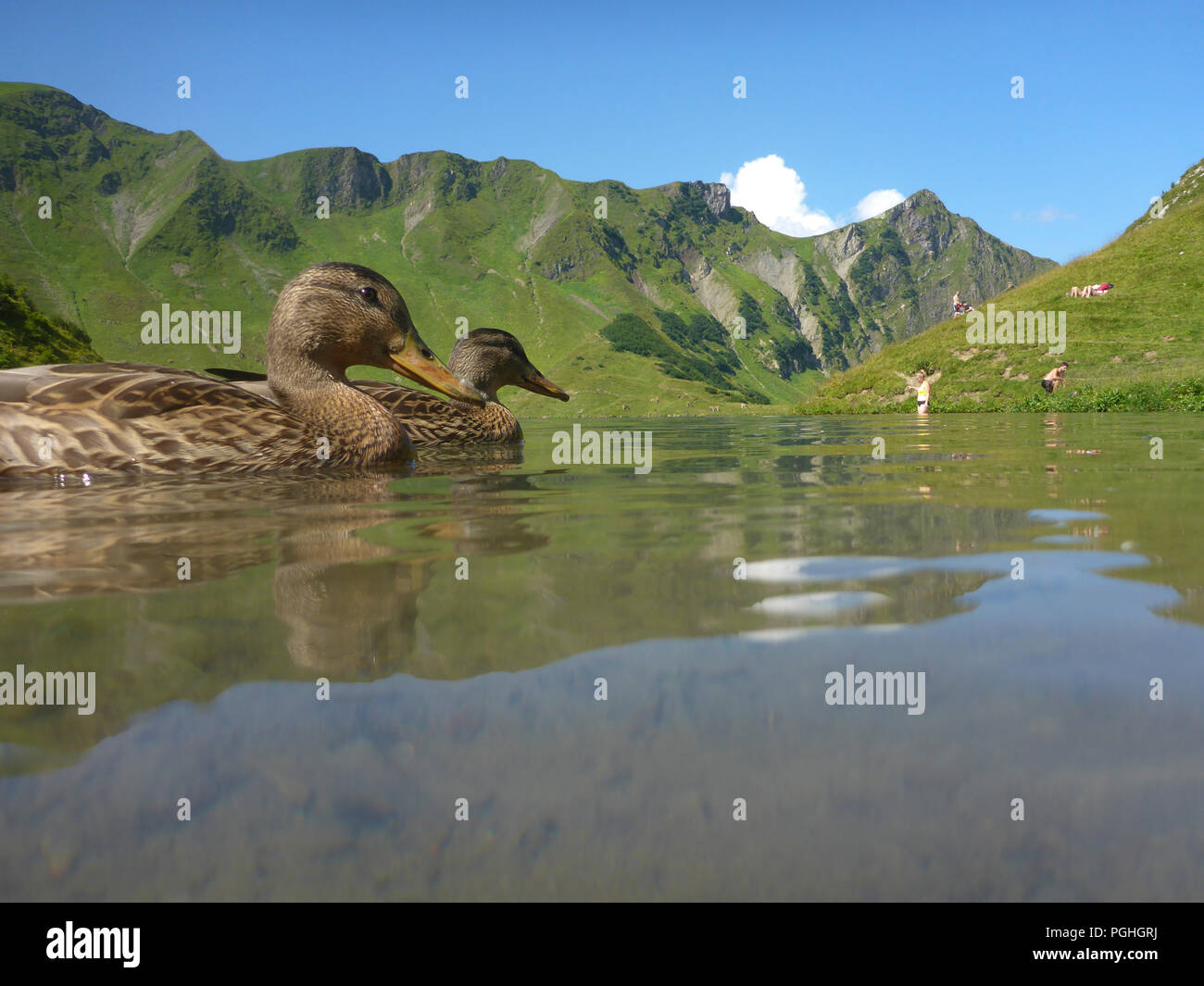 Allgäuer Alpen: lake Schrecksee, Mallard duck ducks (Anas platyrhynchos ...