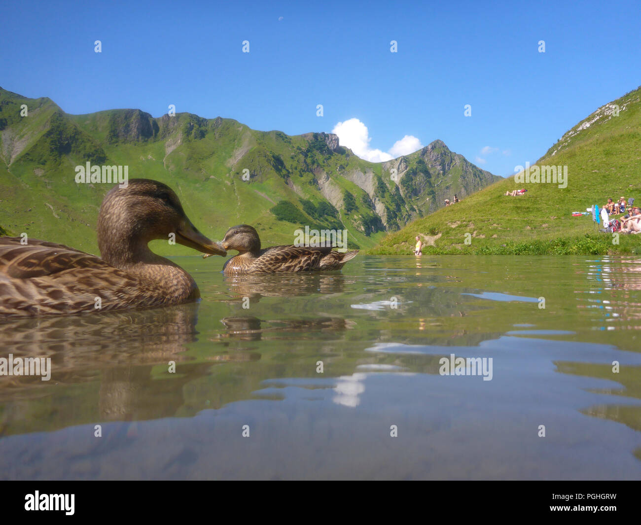 Allgäuer Alpen: lake Schrecksee, Mallard duck ducks (Anas platyrhynchos ...