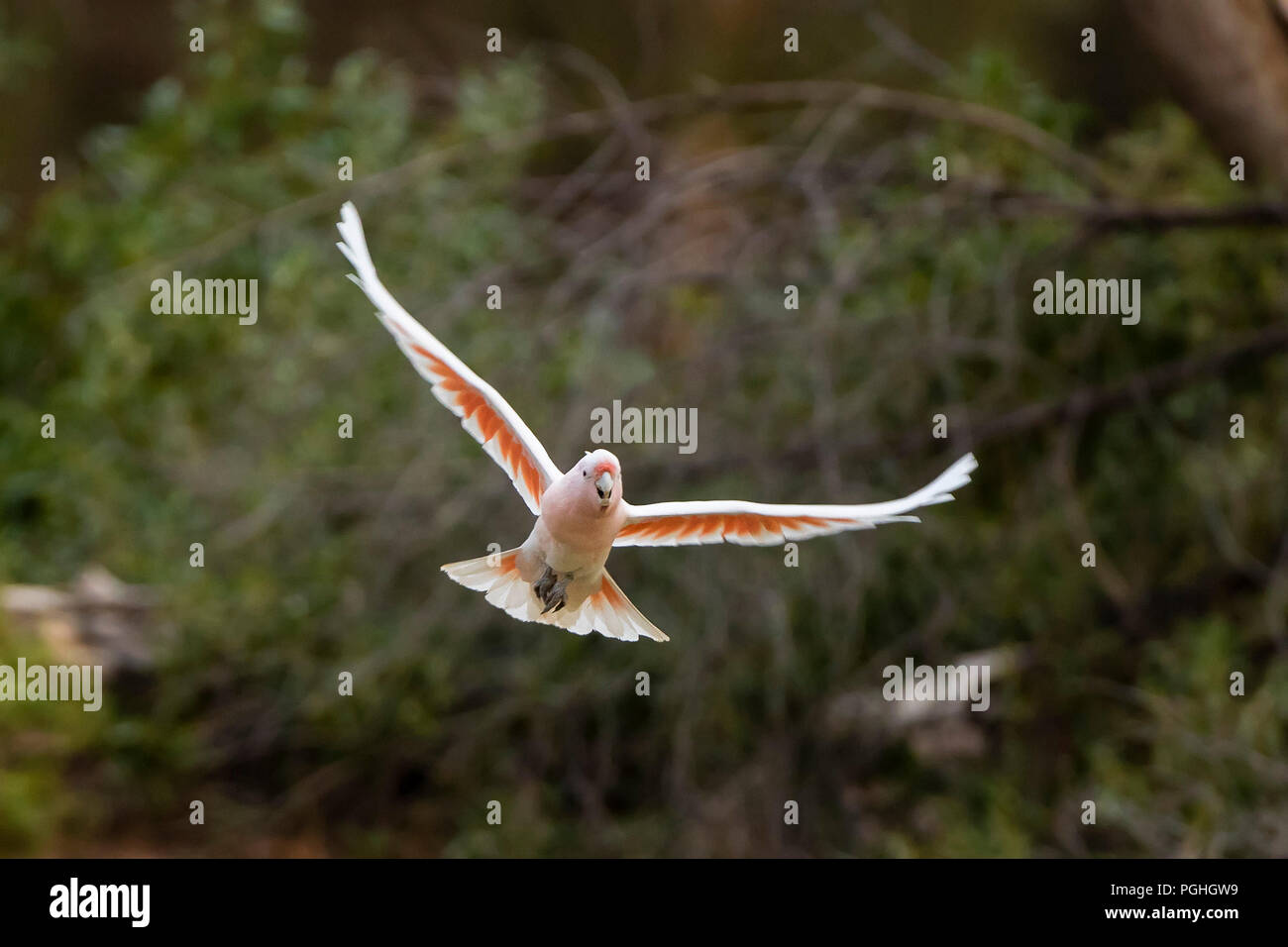 Major Mitchells Cockatoo (Cacatua leadbeateri) race "leadbeateri". AKA ...