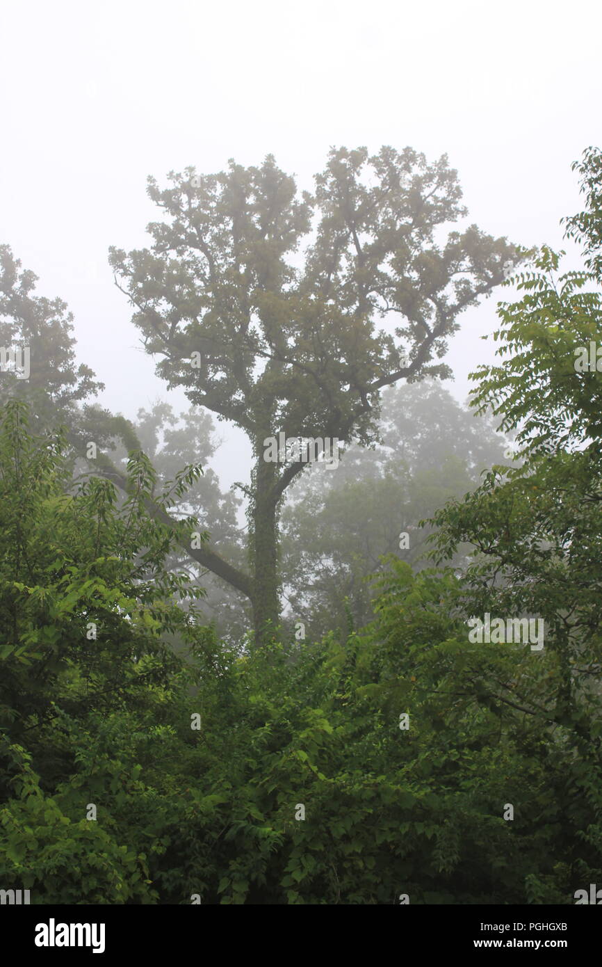 Rain rain and rain the ground is hazy rain hi-res stock photography and ...