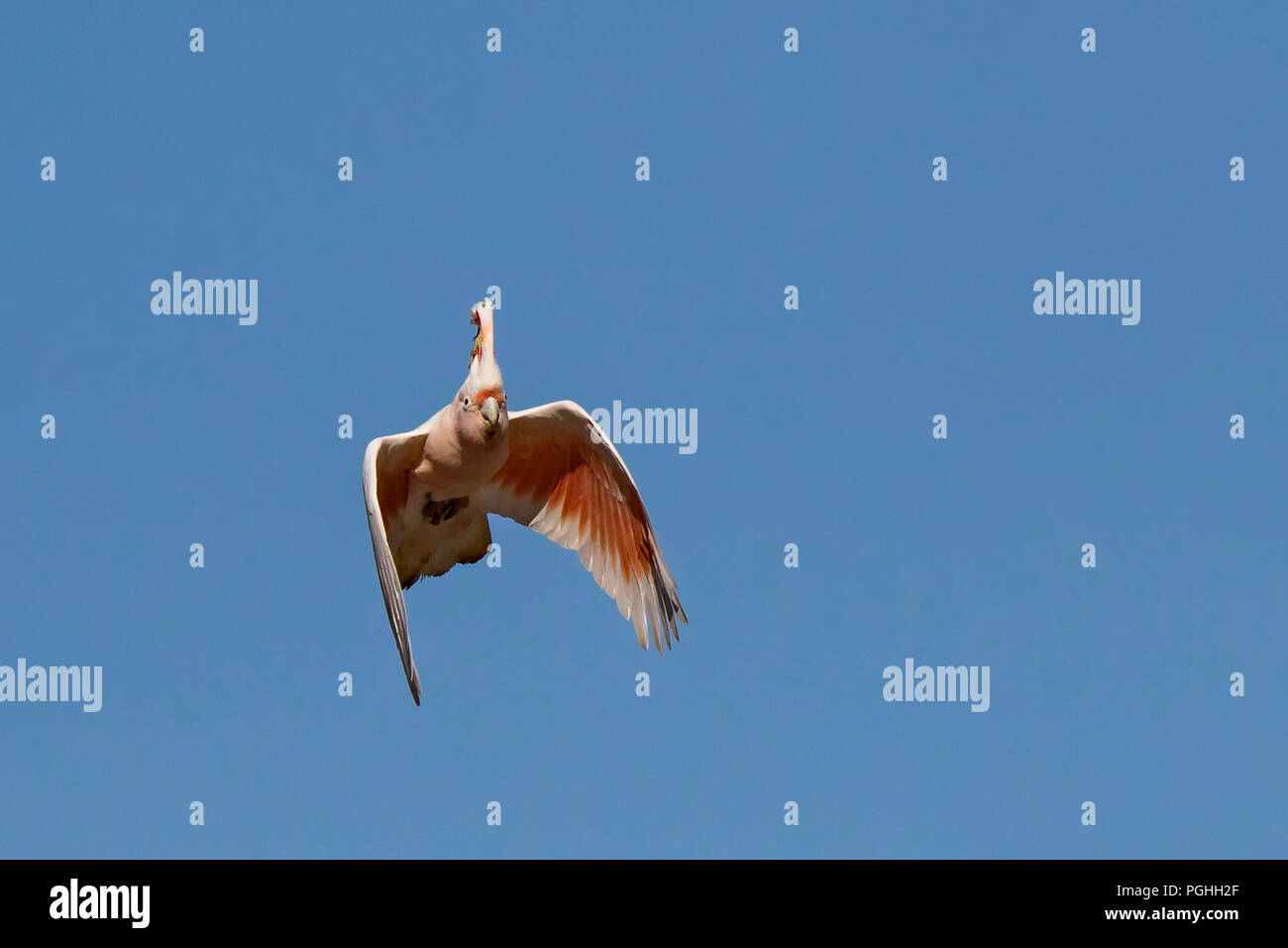 Major Mitchells Cockatoo (Cacatua leadbeateri) race "leadbeateri". AKA ...