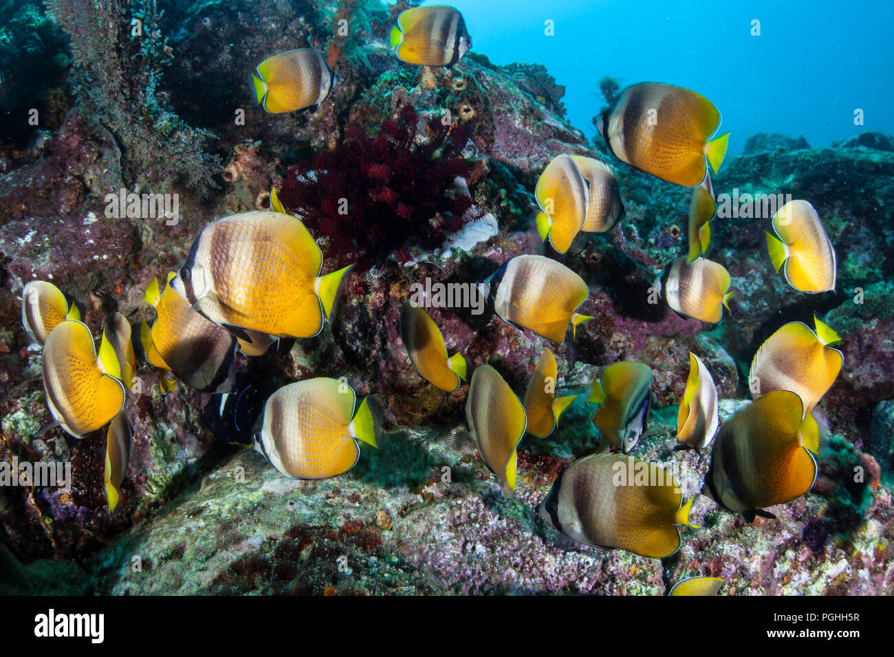 Butterflyfish swarm hi-res stock photography and images - Alamy