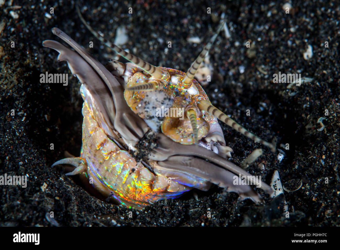 A scary Bobbit worm, Eunice aphroditois, appears out of its sandy lair ...