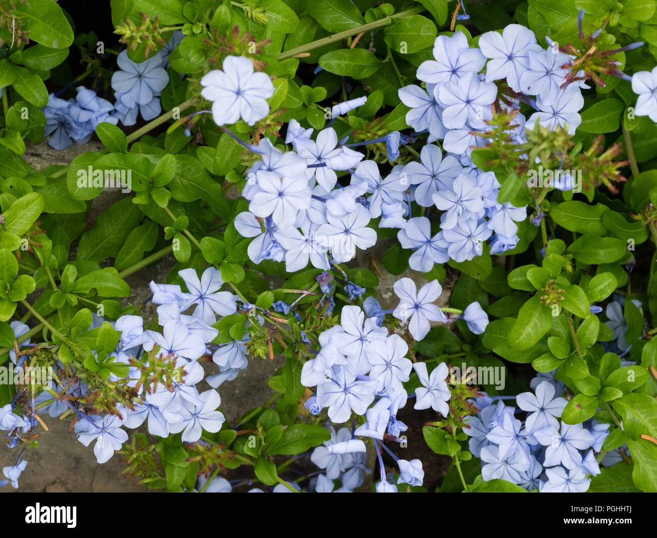 Pale blue flowers of the tender Cape figwort, Plumbago capensis, a ...