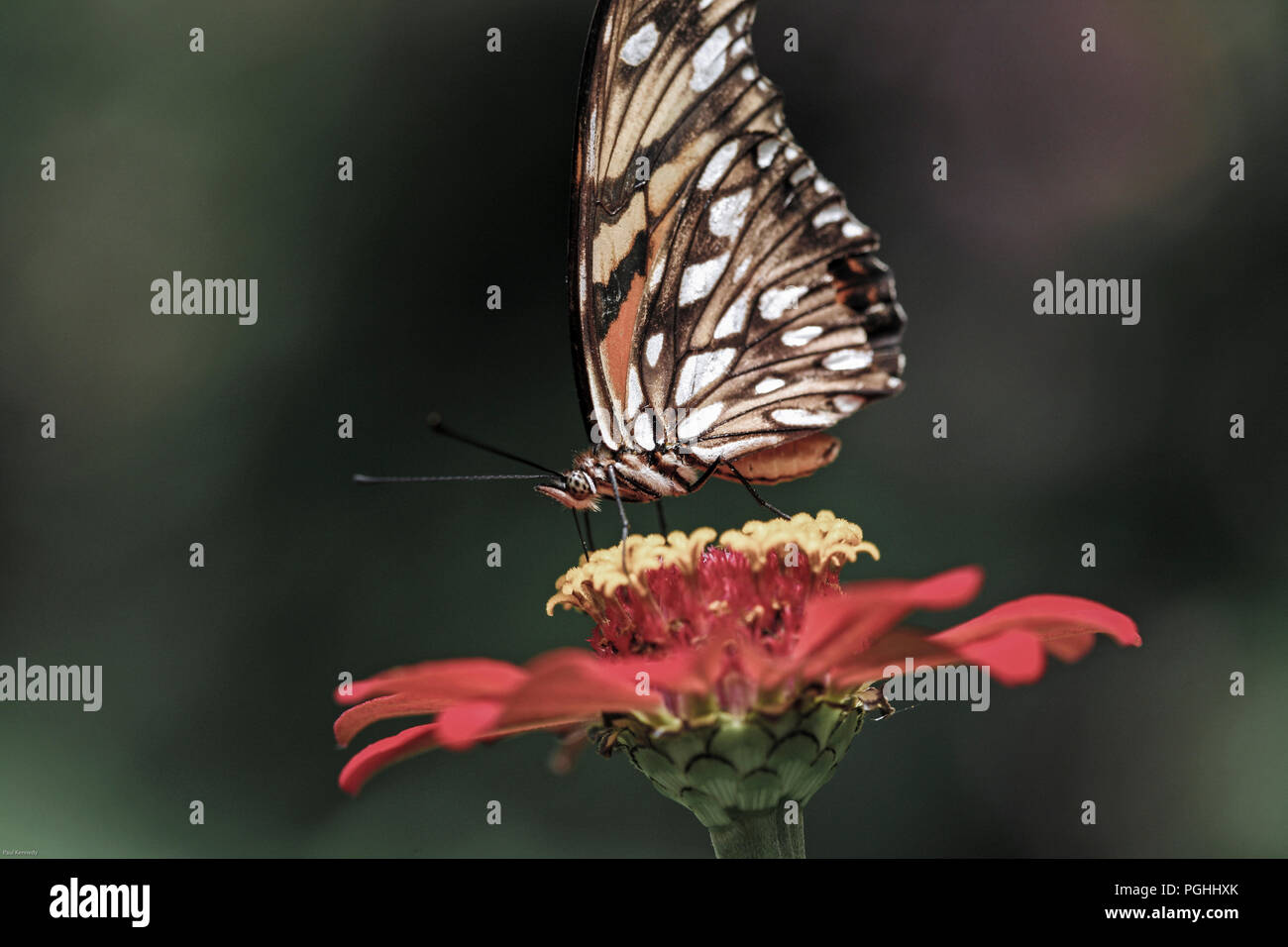 Butterfly pollinating flower Stock Photo - Alamy