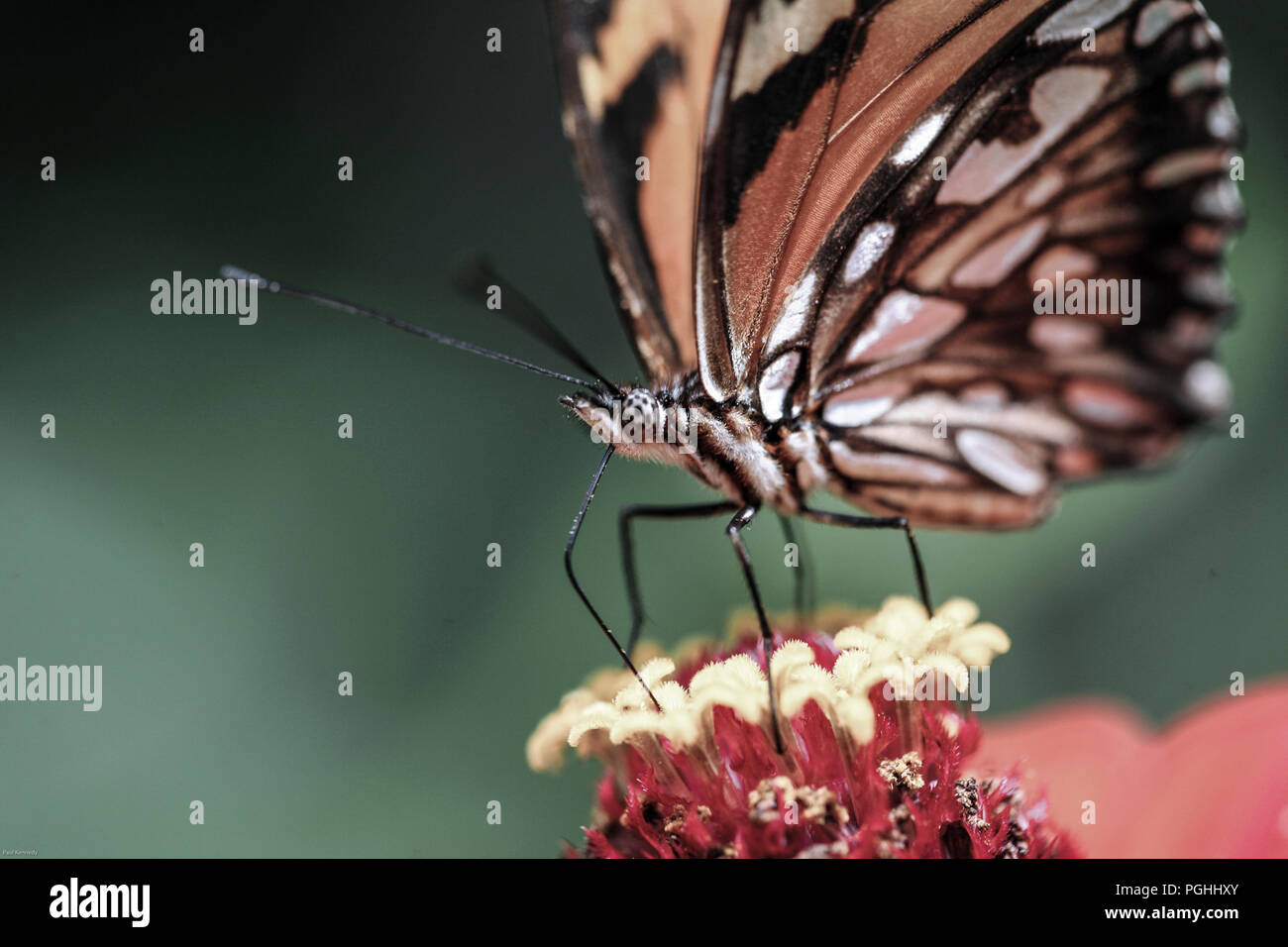 Butterfly pollinating flower Stock Photo - Alamy