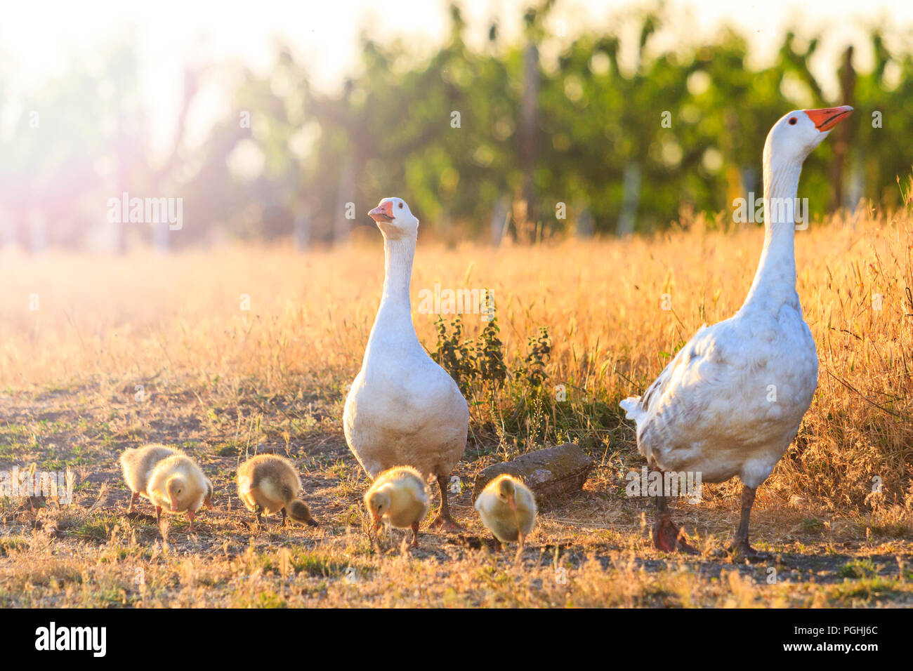 Canada geese animal wildlife hi-res stock photography and images - Alamy