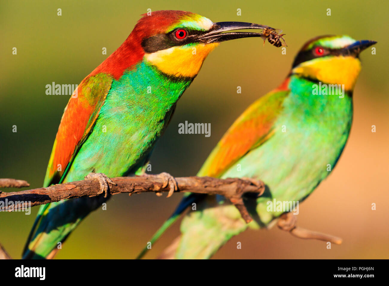 exotic birds during courtship ritual Stock Photo - Alamy