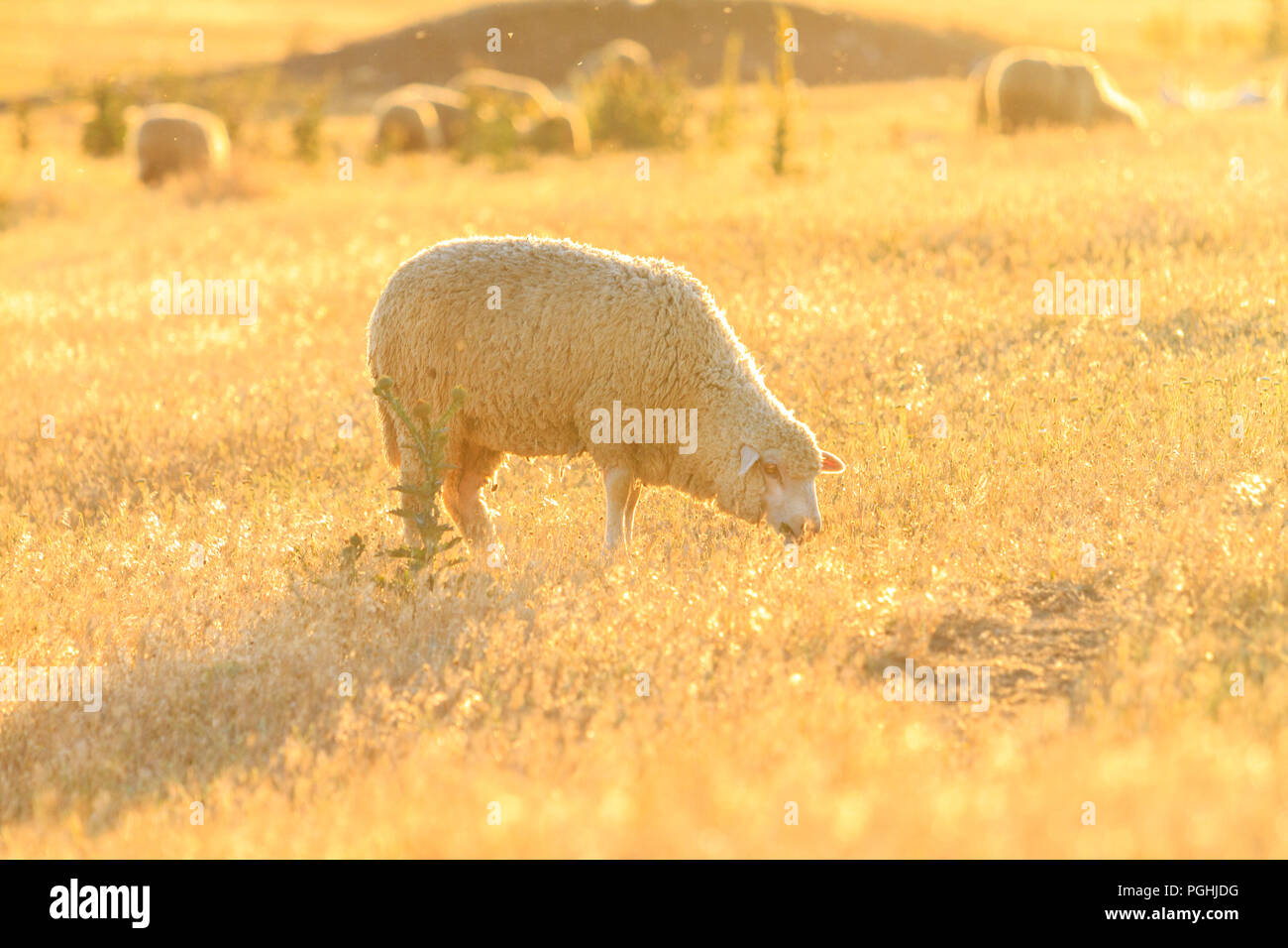 Golden field with sheep hi-res stock photography and images - Alamy