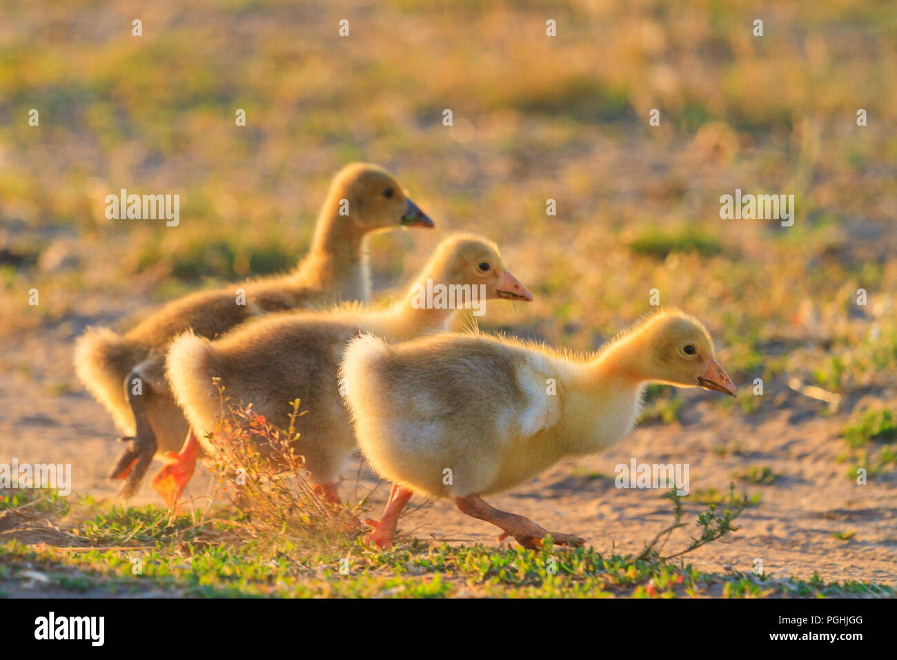 three goslings running a race at sunset Stock Photo - Alamy