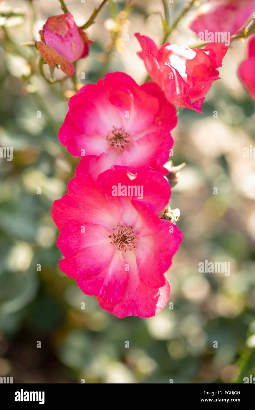 Flower of Flowering rose Rosa Chuckles Stock Photo - Alamy