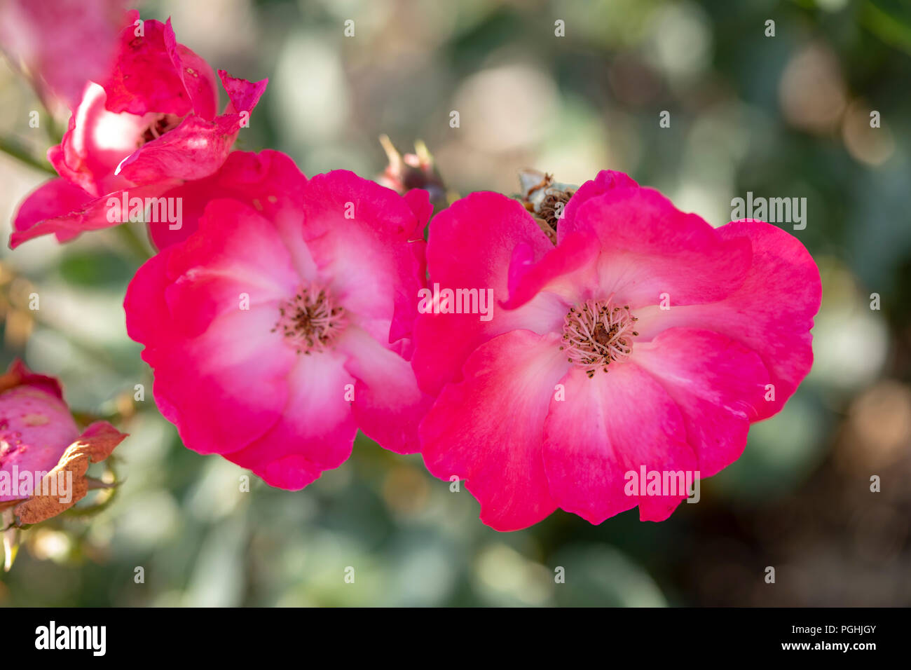 Flower of Flowering rose Rosa Chuckles Stock Photo - Alamy