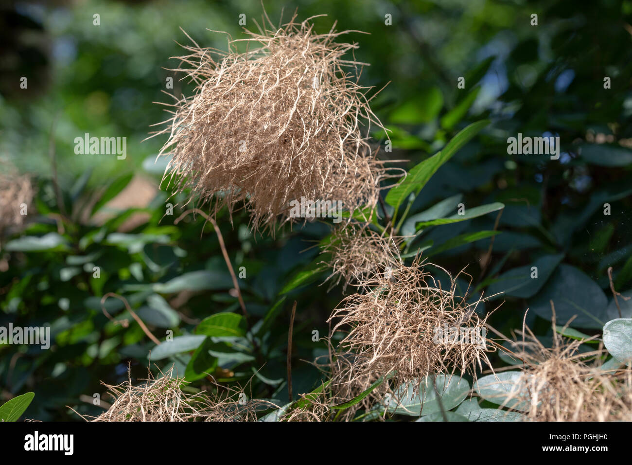 Flowering Cotinus Coggygria “Daydream” Cultivar of Common Smoketree ...