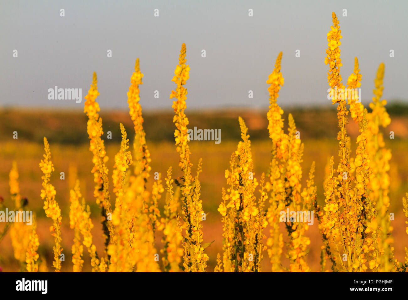 yellow field flowers at sunset Stock Photo - Alamy
