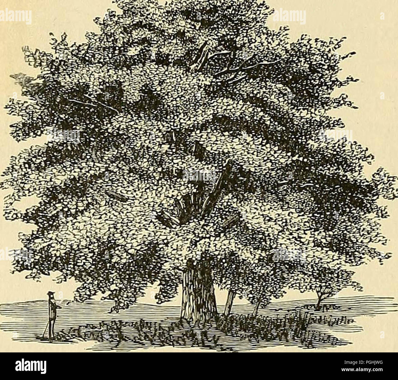 "The town of Roxbury: its memorable persons and places, its history and ...