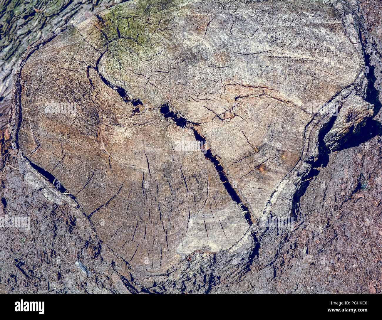 Tree cut nature is destroyed. Close up of old cut tree trunk Stock ...