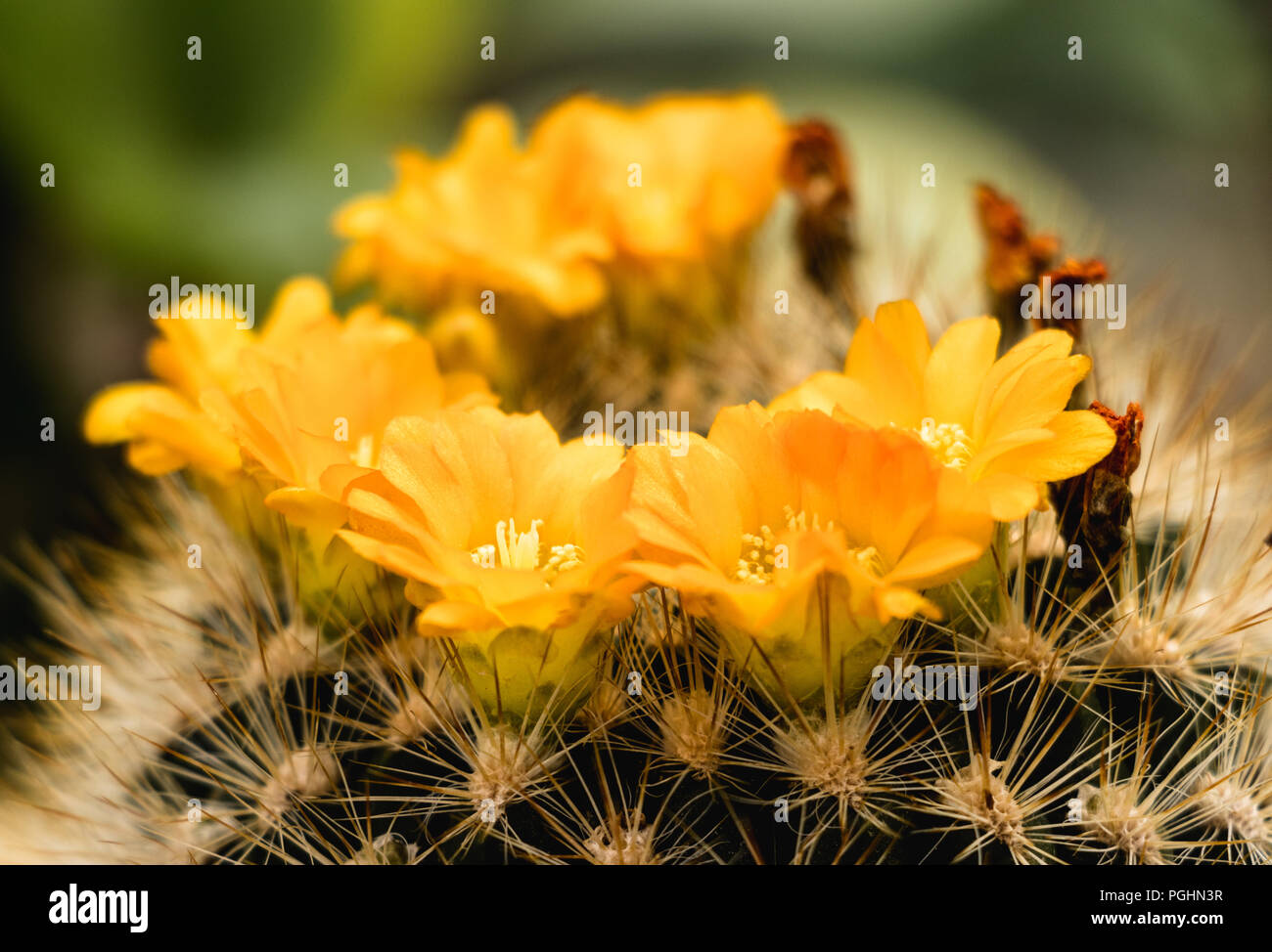 Parodia cactus hi-res stock photography and images - Alamy