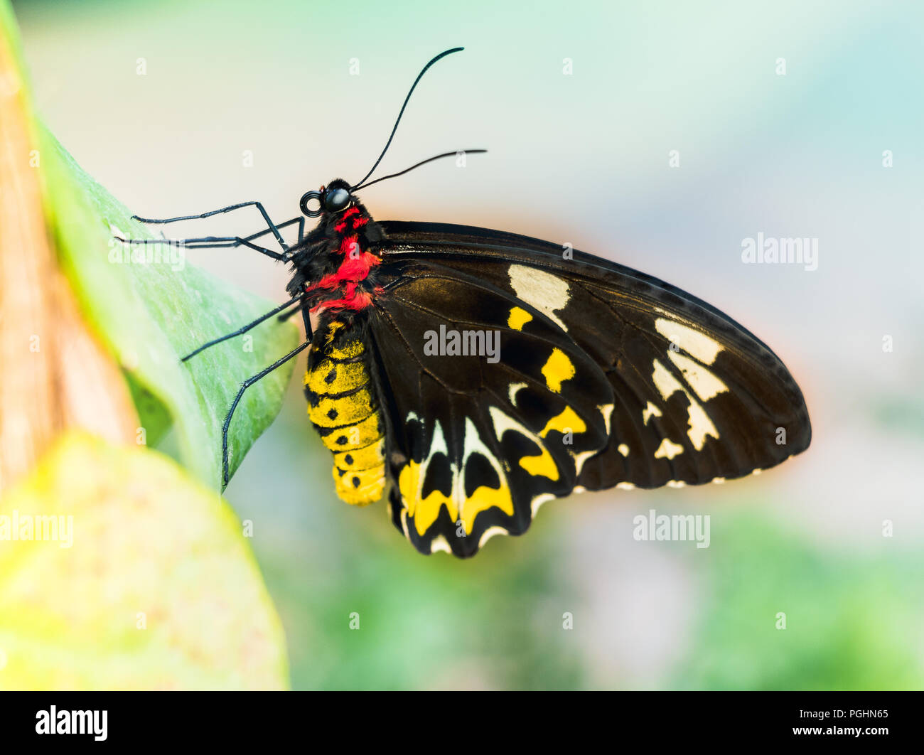 Golden Birdwing Butterfly - Troides Rhadamantus Stock Photo - Alamy
