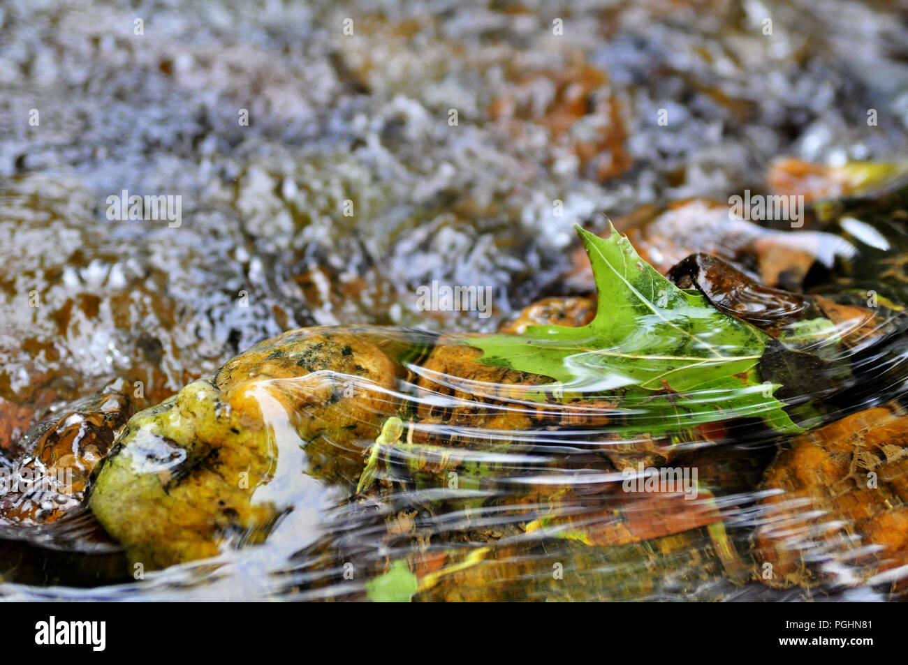 Rolling a leaf hi-res stock photography and images - Alamy