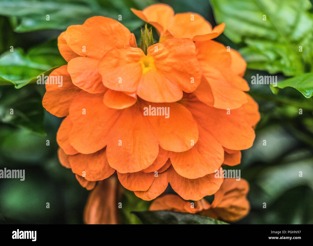 Layers of flowers hi-res stock photography and images - Alamy