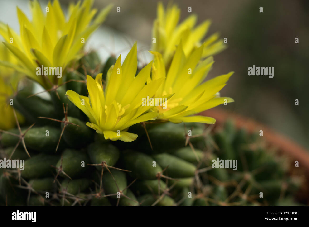 Yellow flowering cactus hi-res stock photography and images - Alamy