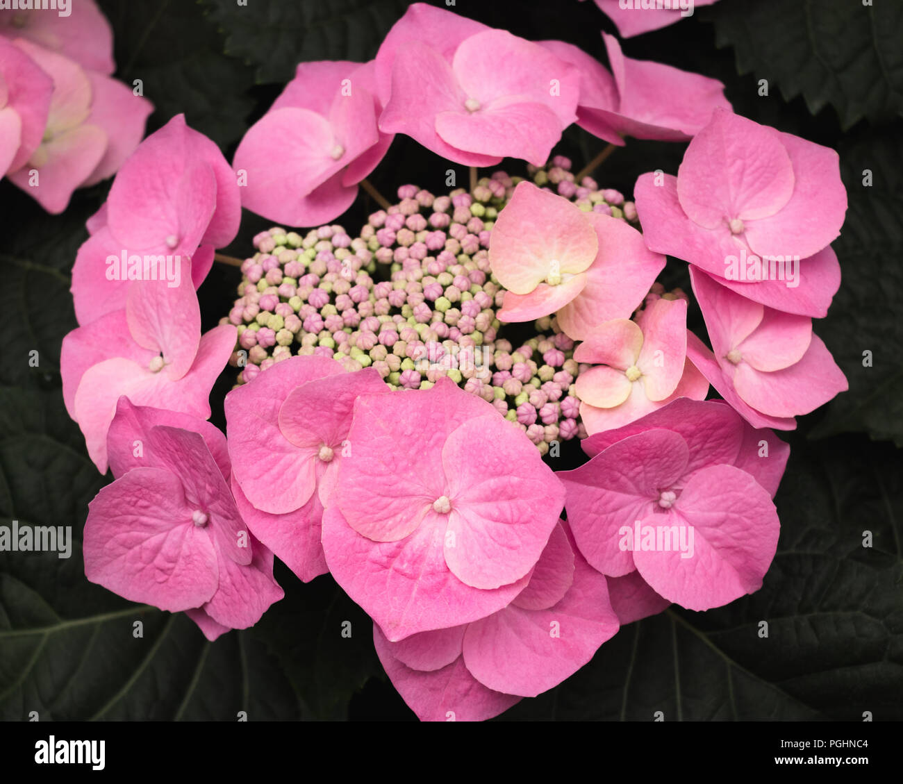 Hydrangea dark pink flower bloom hi-res stock photography and images ...