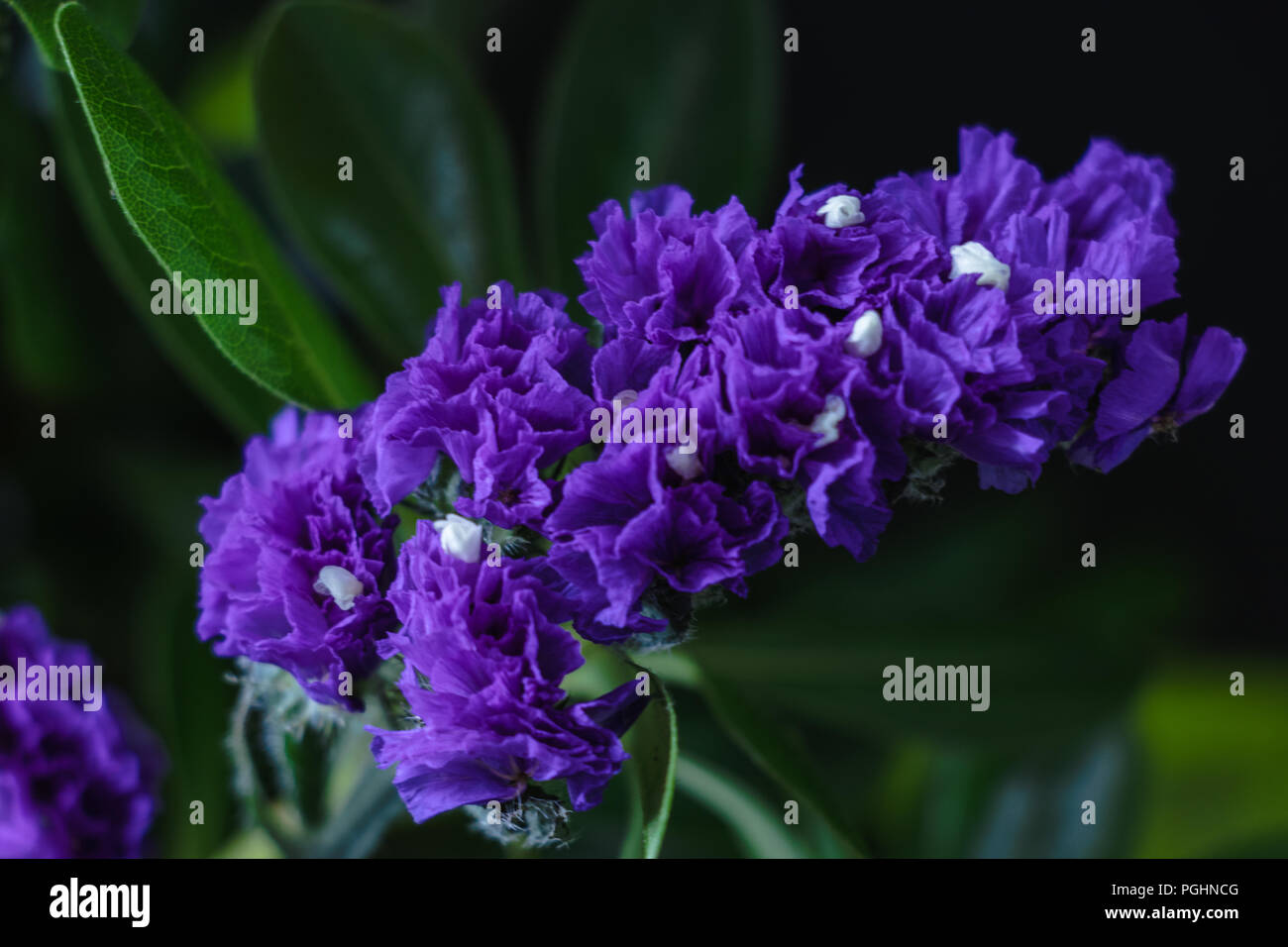 Purple everlasting flower - Midnight Blue Stock Photo - Alamy