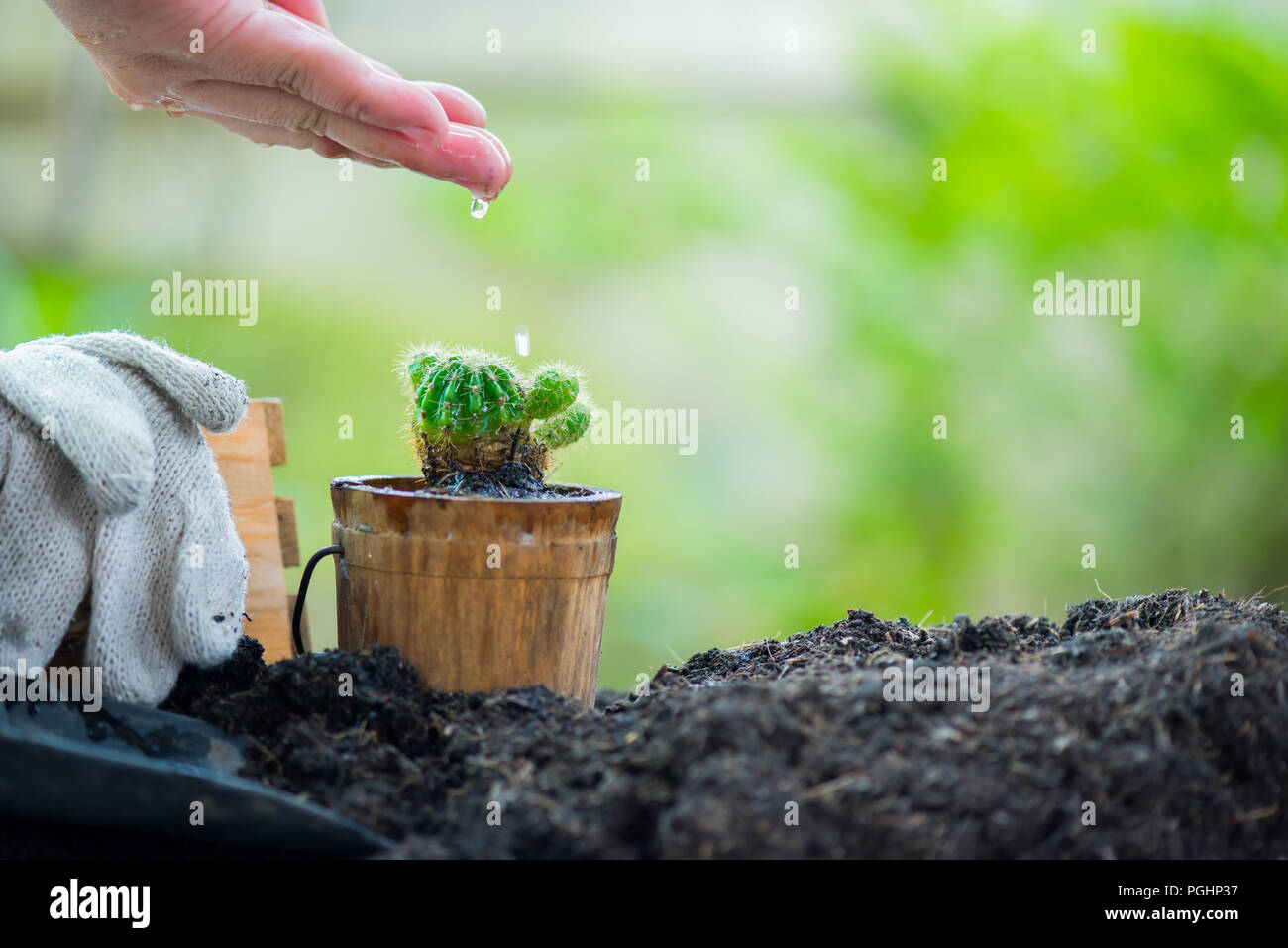 Small plant growing in the garden. Fresh start of the day. Save ...