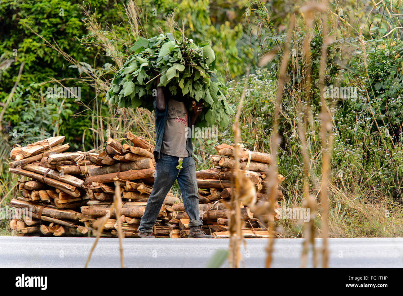 KUMASI, GHANA - Jan 16, 2017: Unidentified Ghanaian man carries tree ...