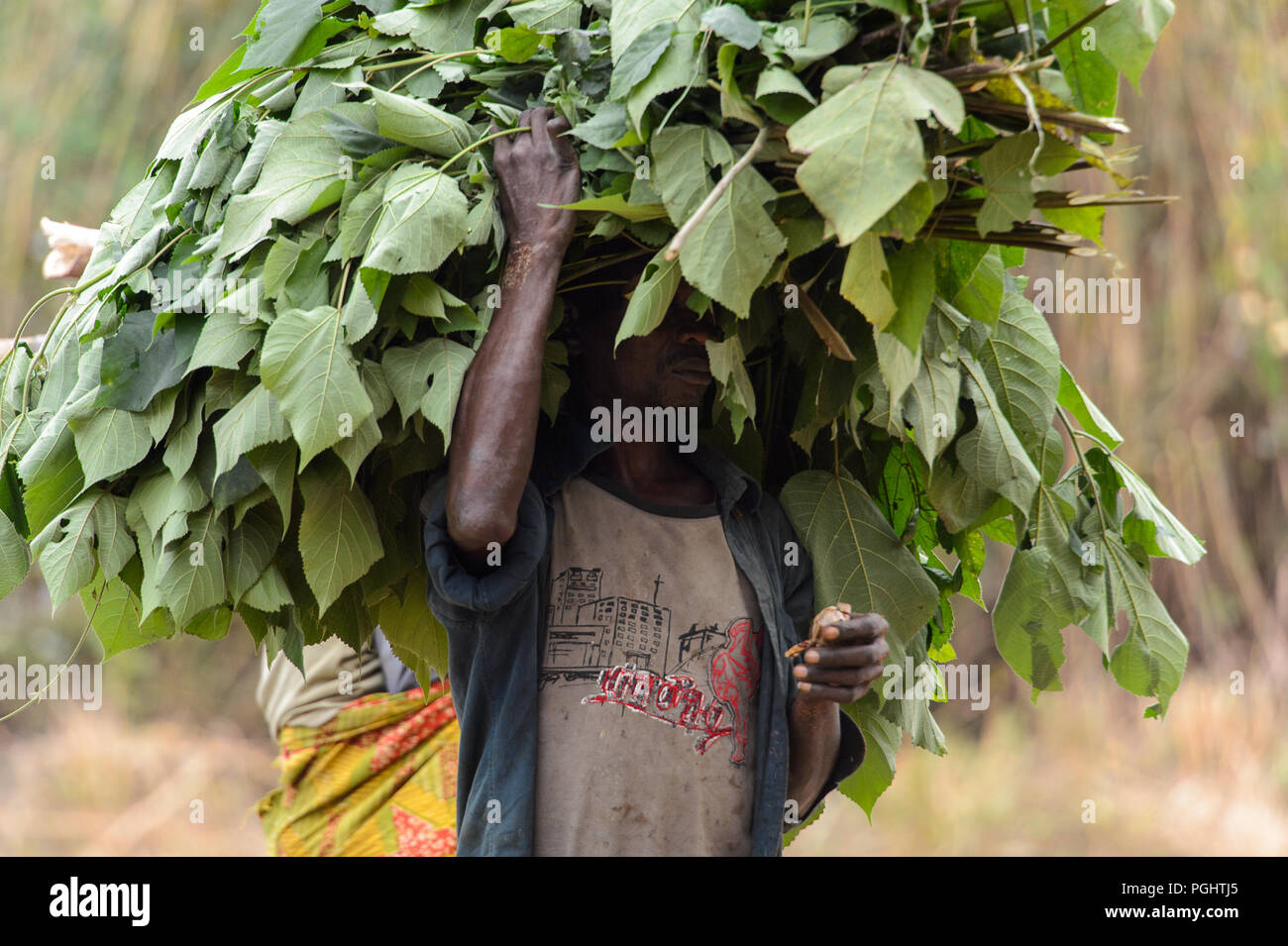 KUMASI, GHANA - Jan 16, 2017: Unidentified Ghanaian man carries tree ...