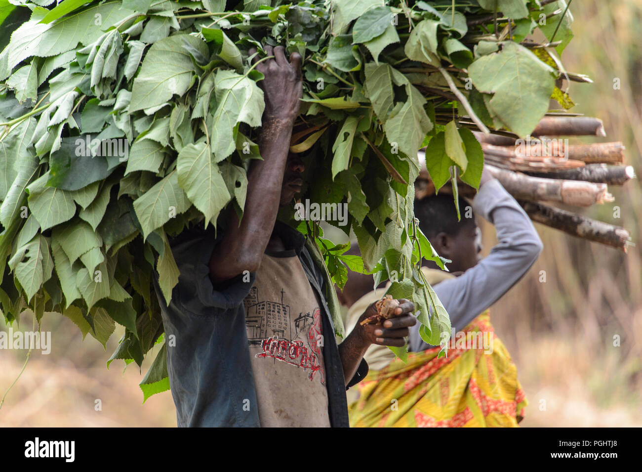 KUMASI, GHANA - Jan 16, 2017: Unidentified Ghanaian man carries tree ...