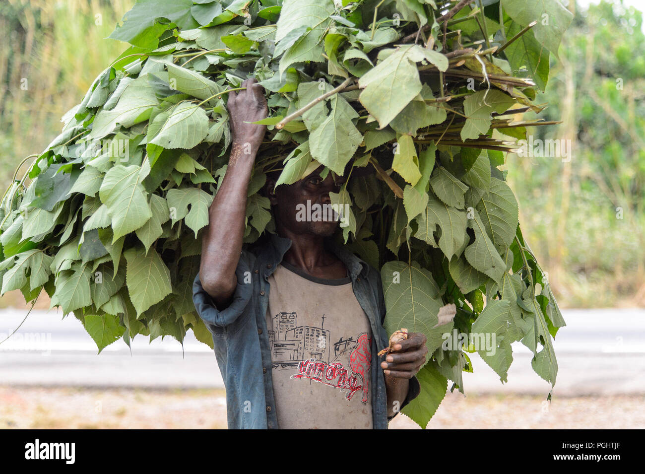 KUMASI, GHANA - Jan 16, 2017: Unidentified Ghanaian man carries tree ...