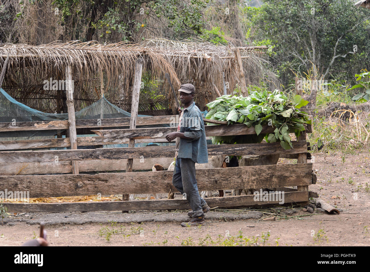 KUMASI, GHANA - Jan 16, 2017: Unidentified Ghanaian man feeds his ...