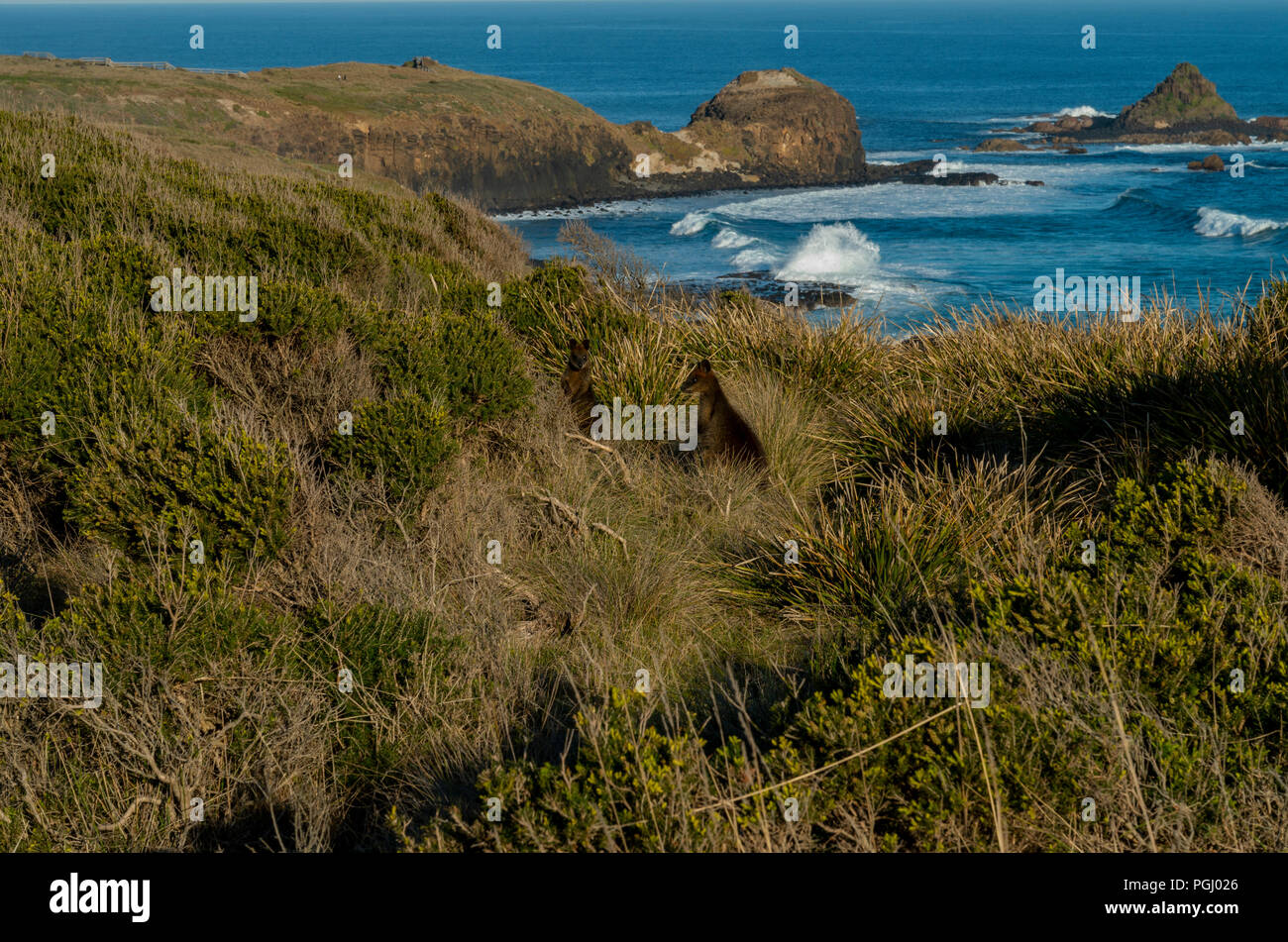 Phillip Island At Pyramid Rock Victoria Australia beautiful coast line ...