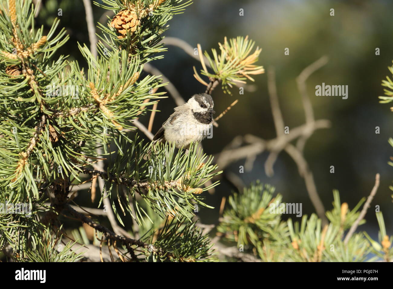 Mountain Chickadee in a Pinyon Pine tree. The Chickadee is a Juvenile ...