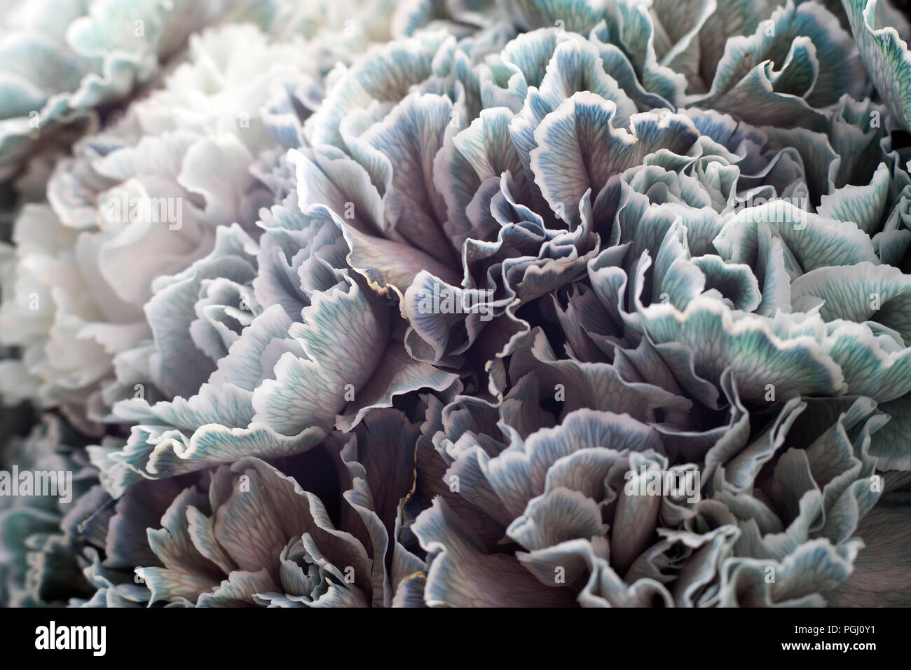 Stylish bridal bouquet carnations colored in green in a tin pitcher on ...