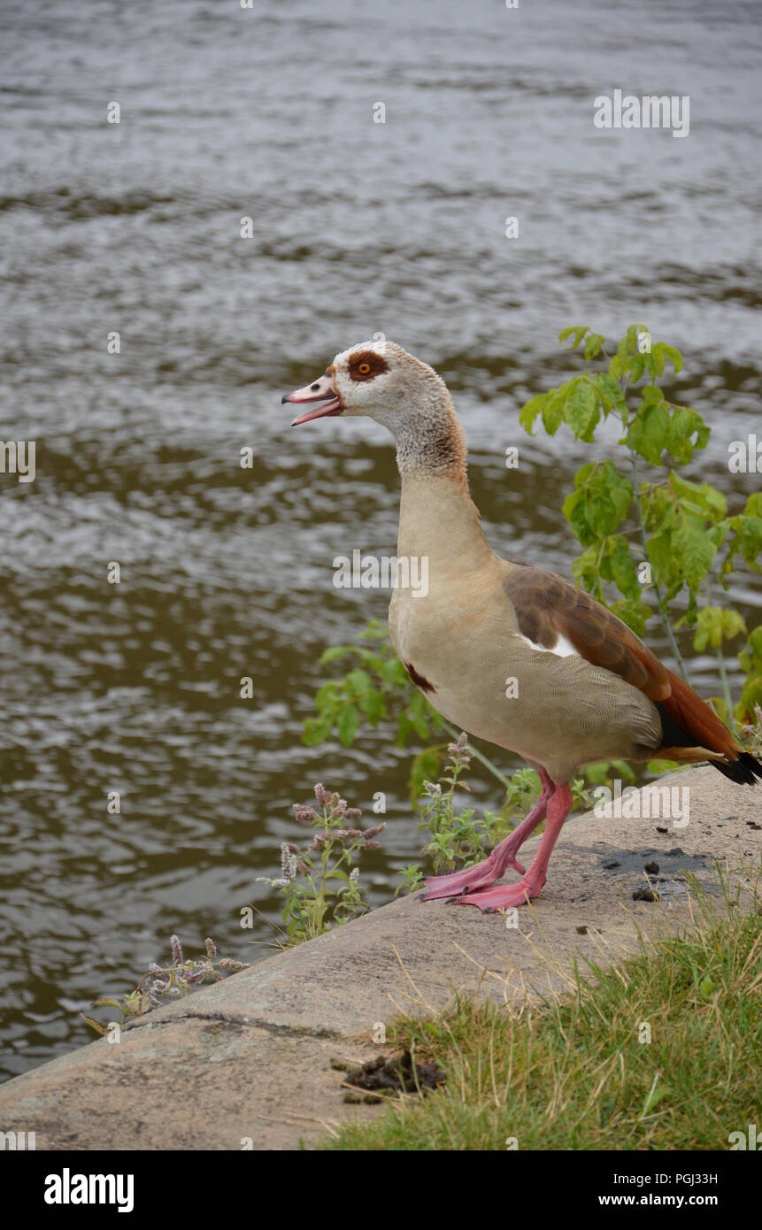 Young duck walking at river Main Stock Photo - Alamy