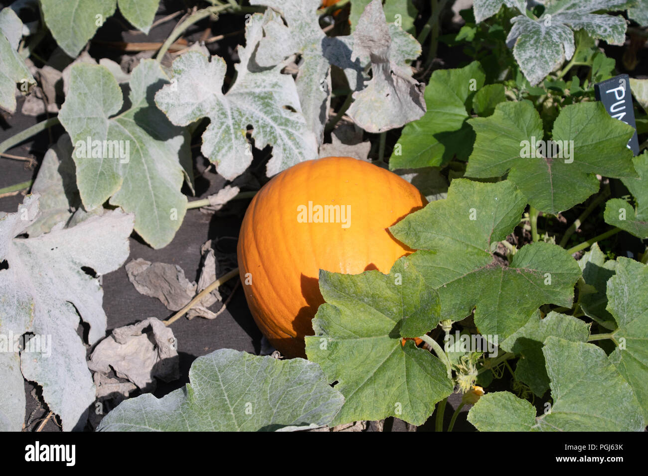 A pumpkin plant growing in a garden Stock Photo - Alamy