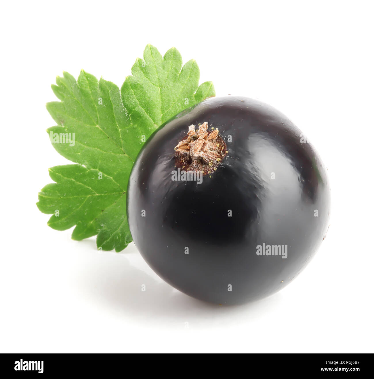 one black currant with leaf isolated on white background Stock Photo ...