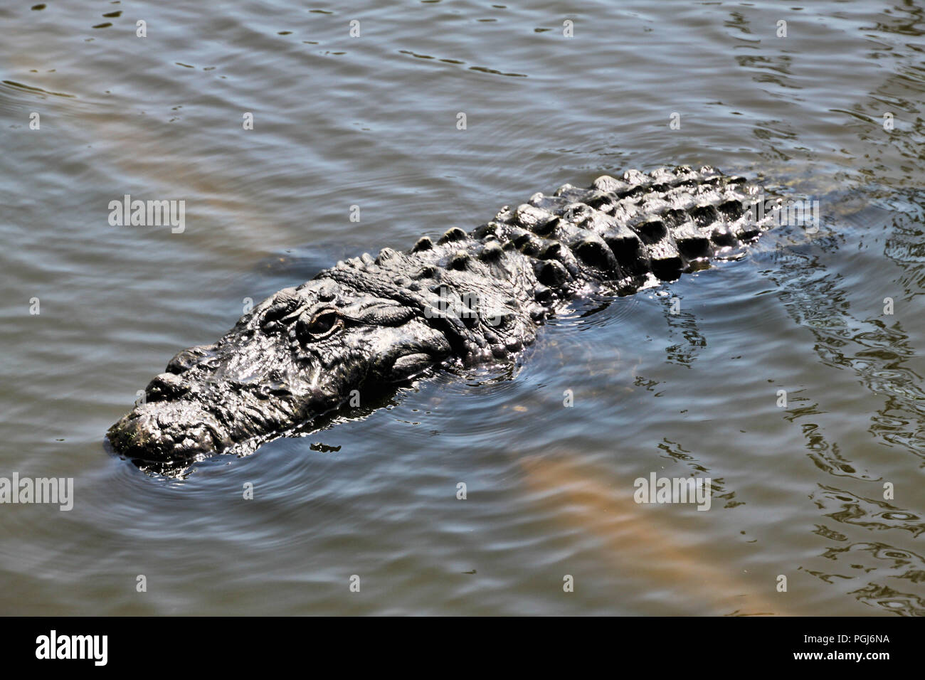 A view of an Aligator in Florida Stock Photo - Alamy