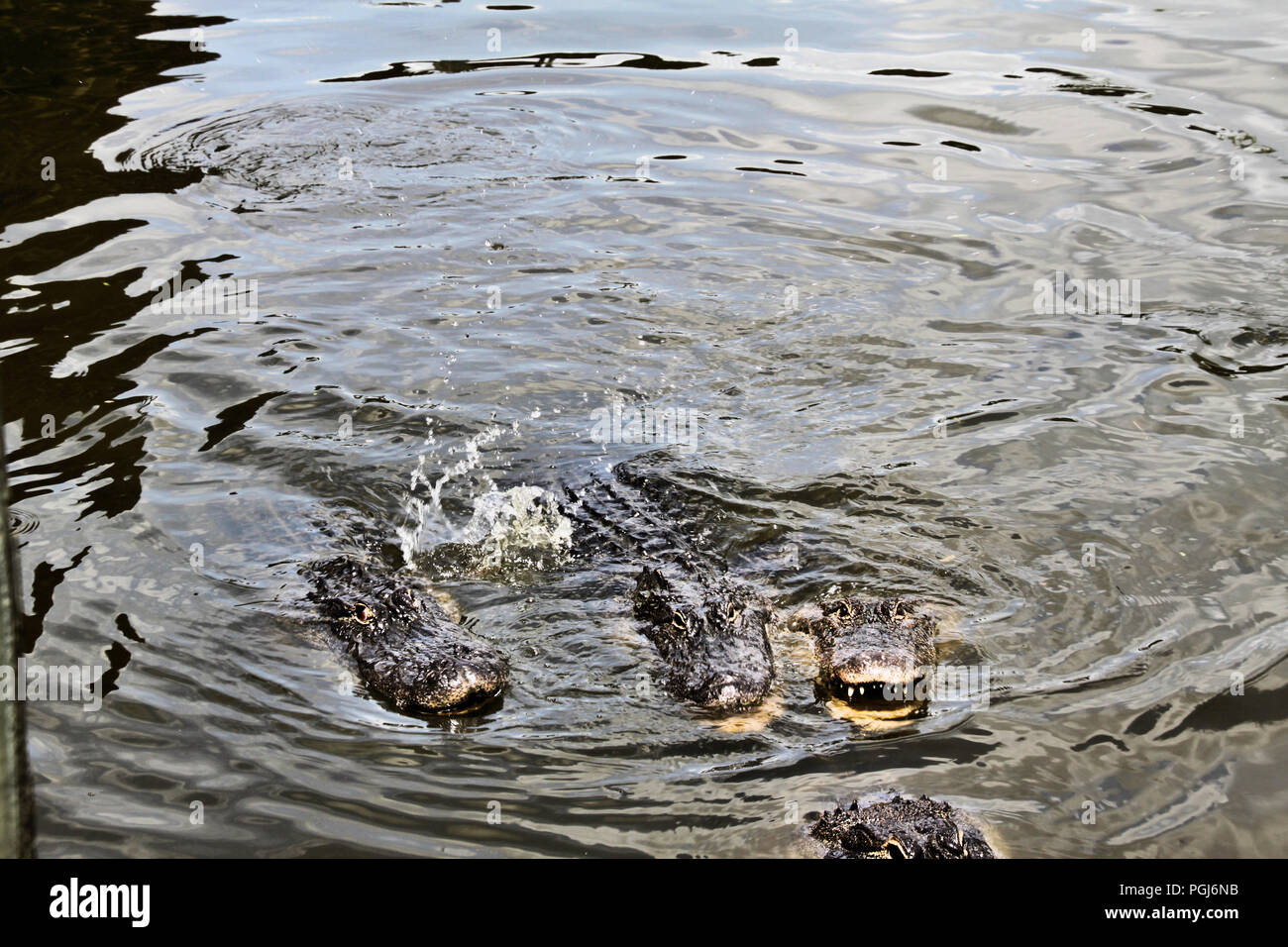 Aligator florida large hi-res stock photography and images - Alamy