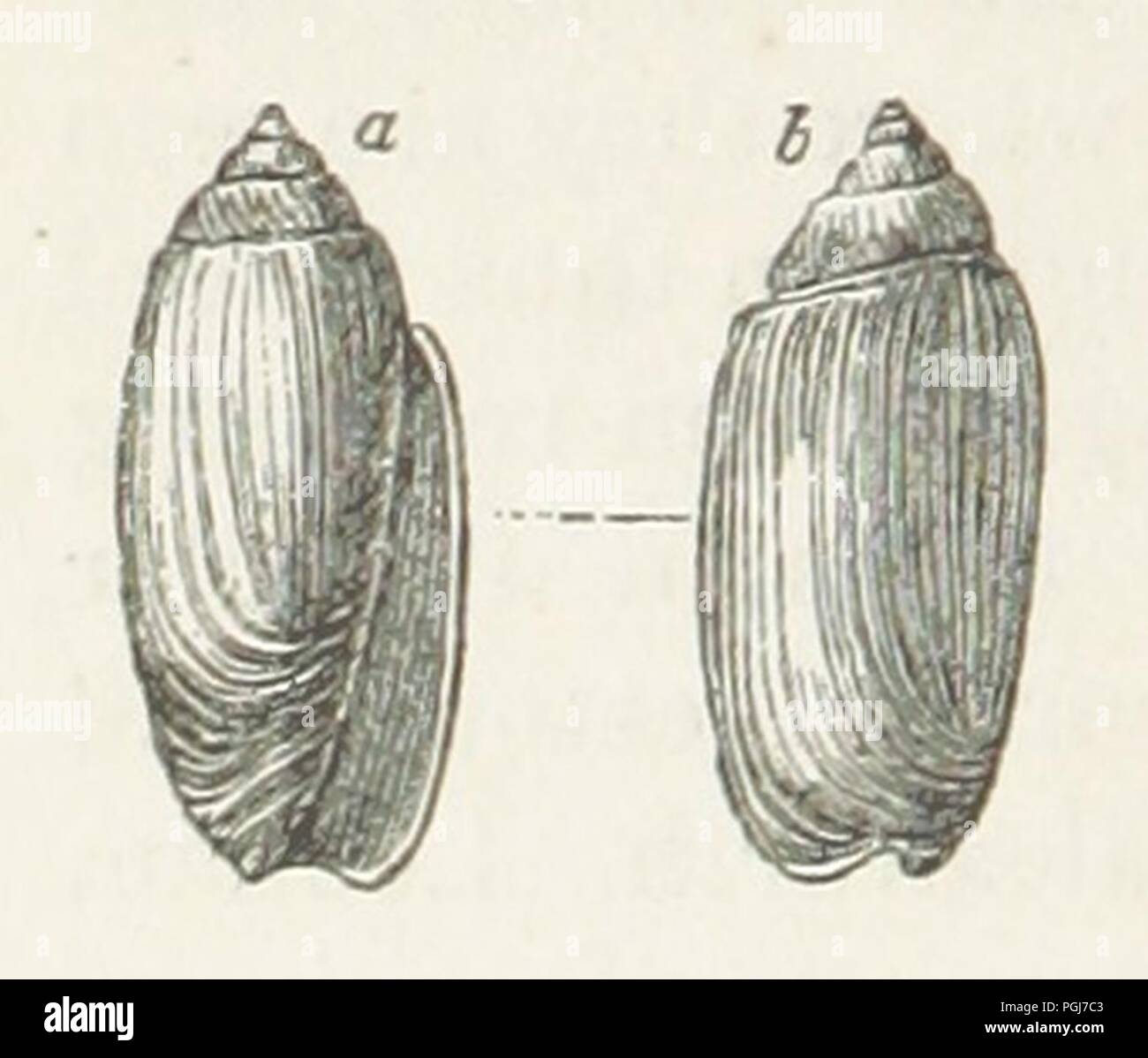 Image from page 258 of 'Elements of Geology ... Sixth edition, greatly ...