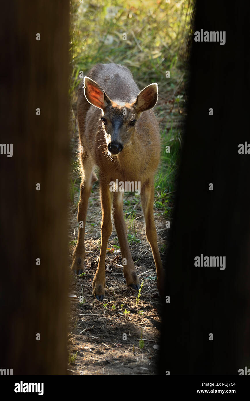 Two tree trunks hi-res stock photography and images - Alamy